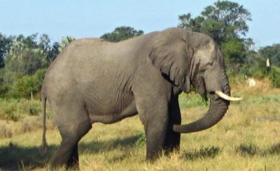 Calls for Swift Action as Hundreds of Elephants Die in Botswana’s ...
